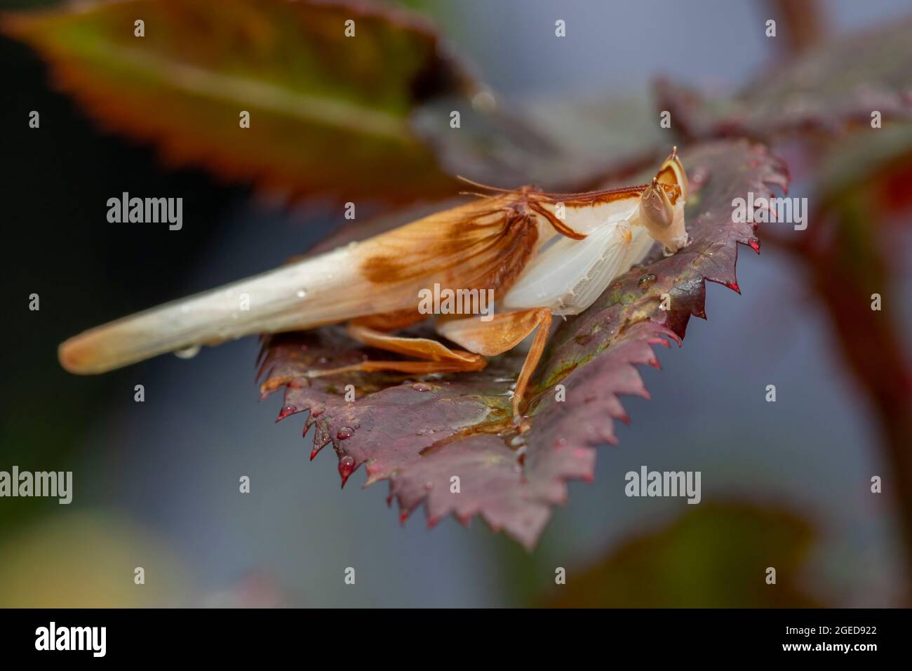 A close up of a male Orchid Mantis, drinking from the rain droplets on ...