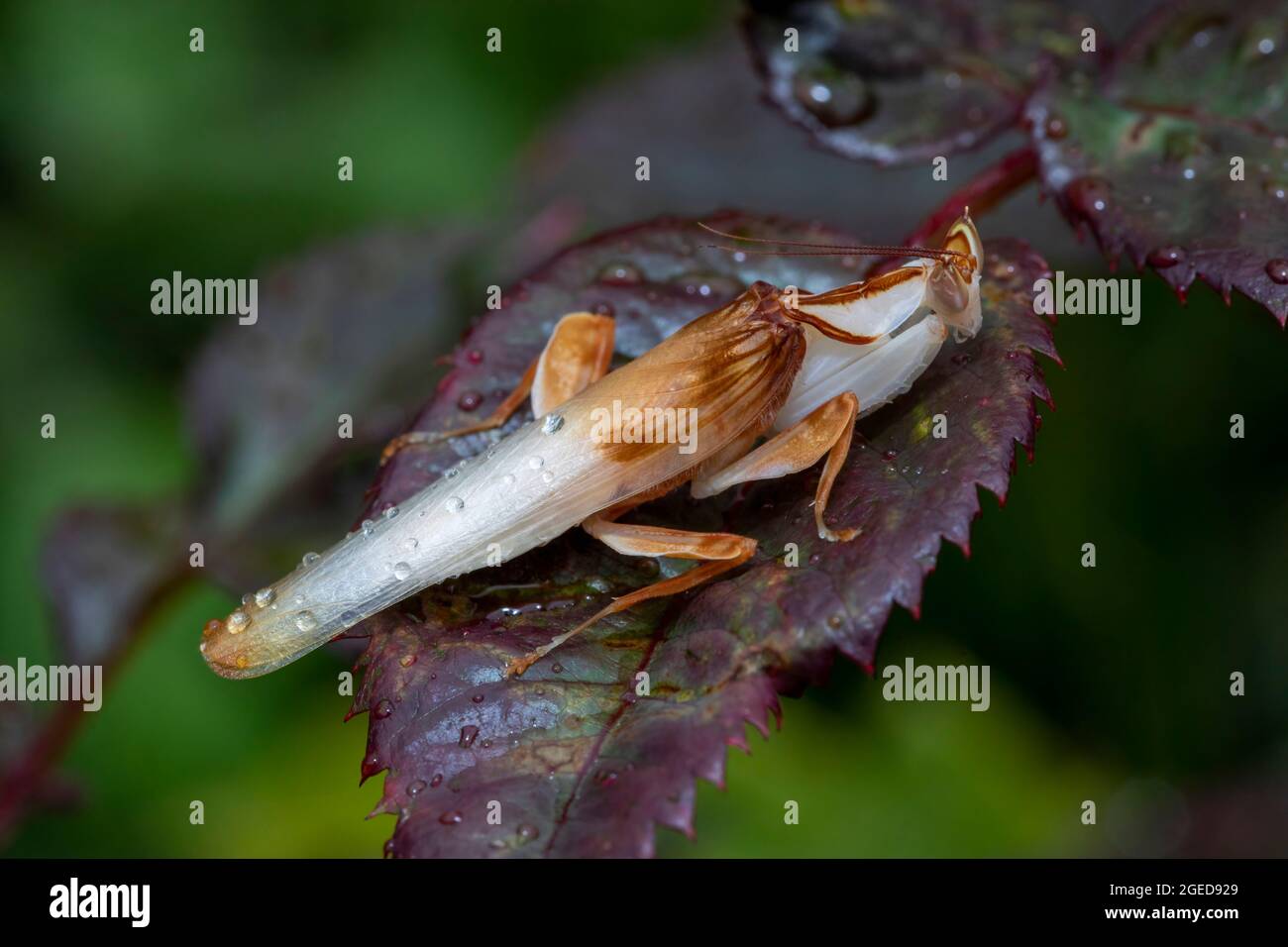 A close up of a male Orchid Mantis,with rain droplets gathering on its ...