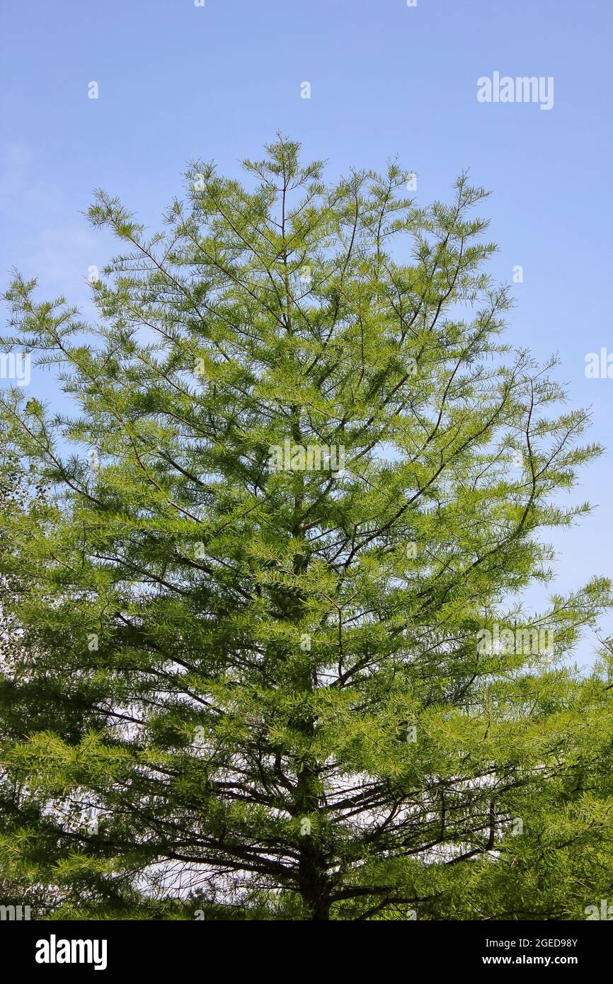 Beautiful green pine tree growing under the bright summer sun Stock ...