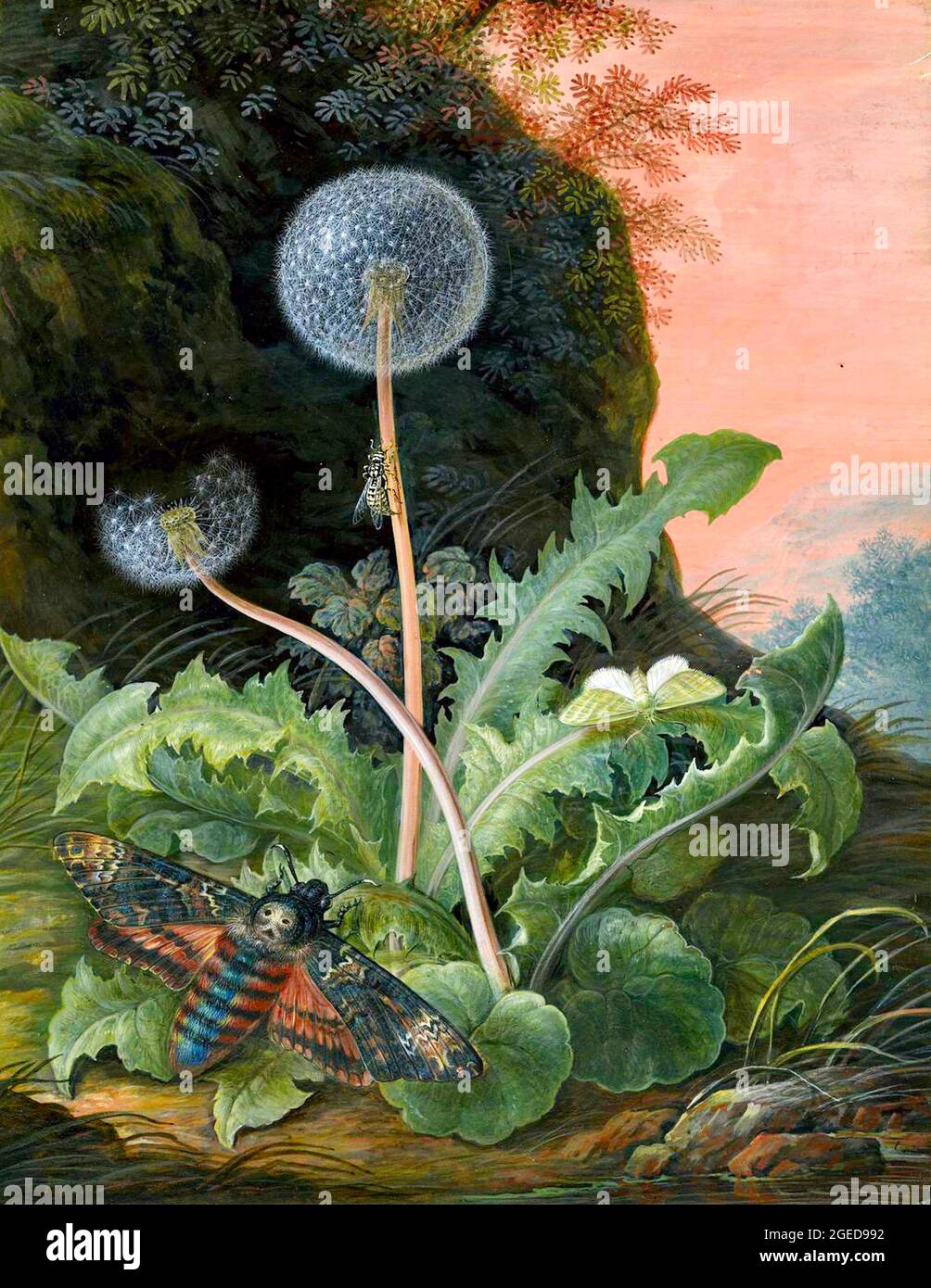 British summertime moth hi-res stock photography and images - Alamy