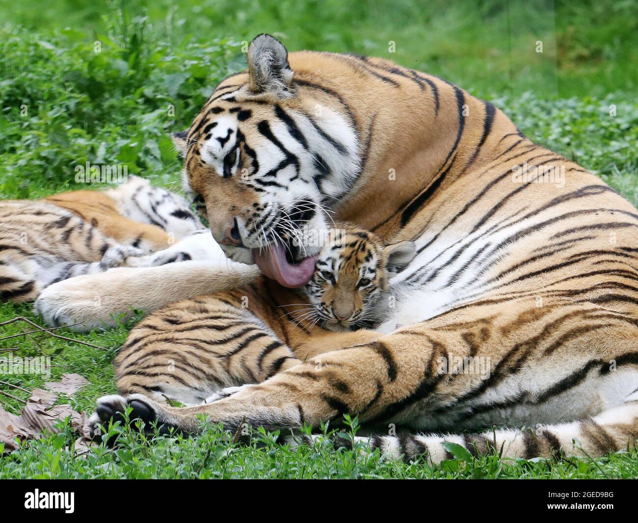 Duisburg, Germany. 19th Aug, 2021. The still nameless, around four ...