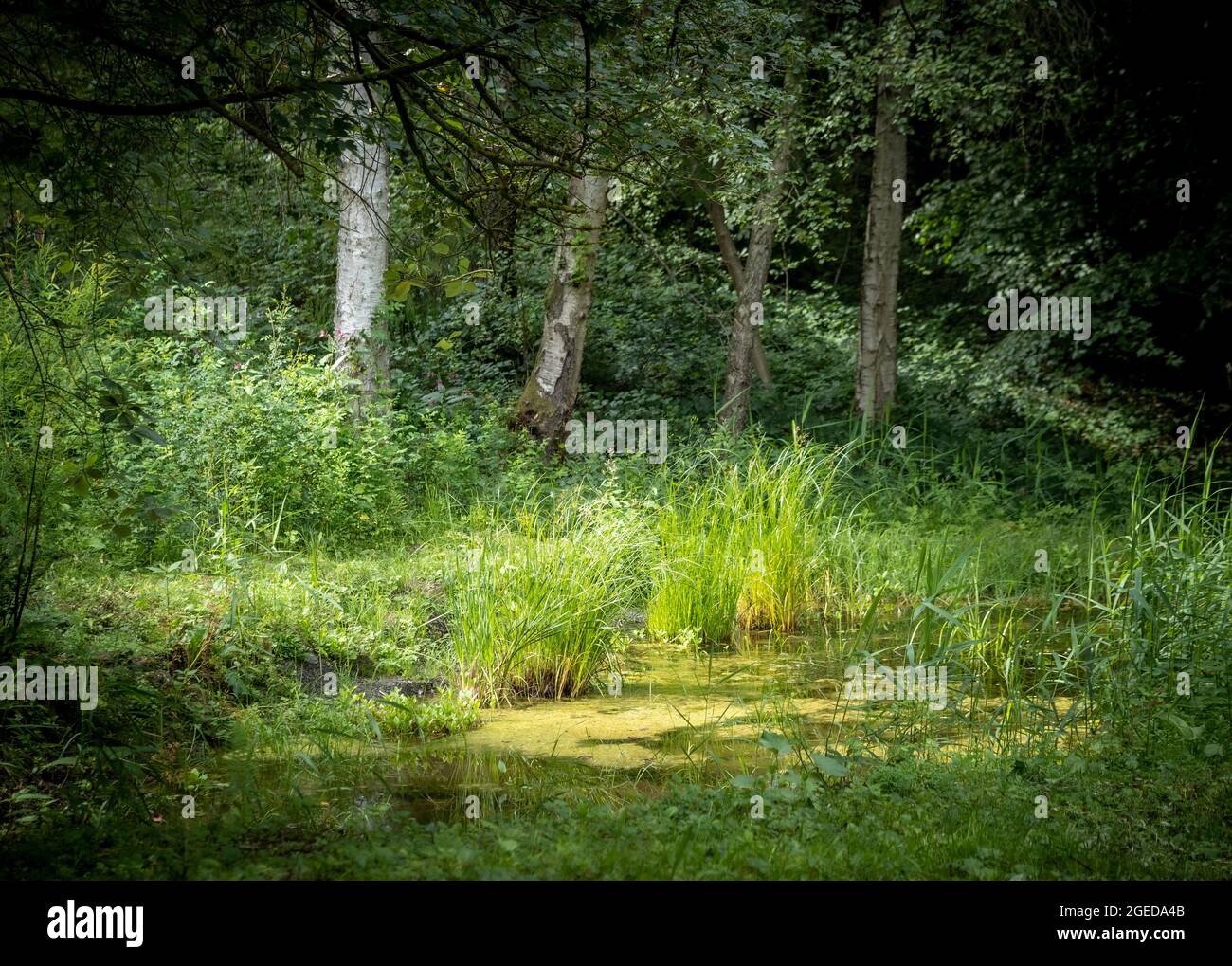 Wildlife pond hi-res stock photography and images - Alamy