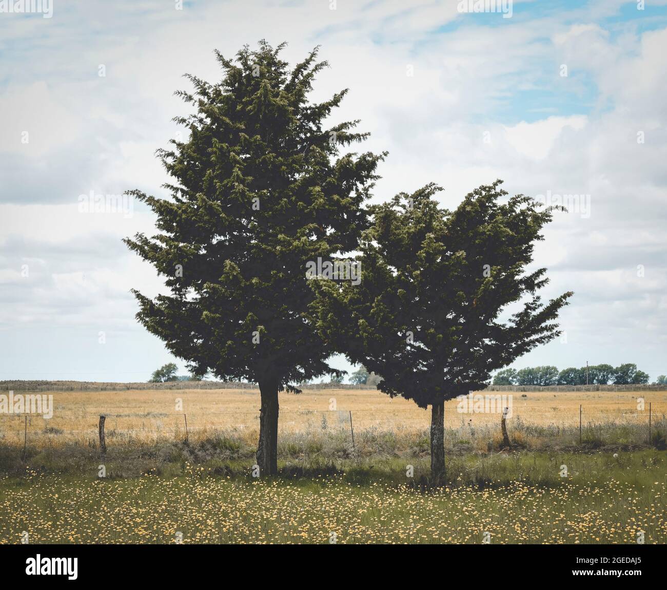 Calden, Prosopis Caldenia in Pampas landscape, typical tree of the ...