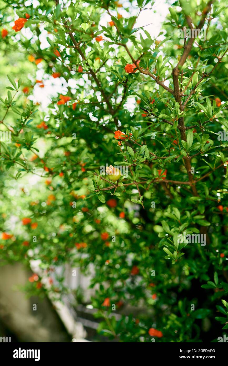 Branches of pomegranate bushes blooming with red flowers Stock Photo ...