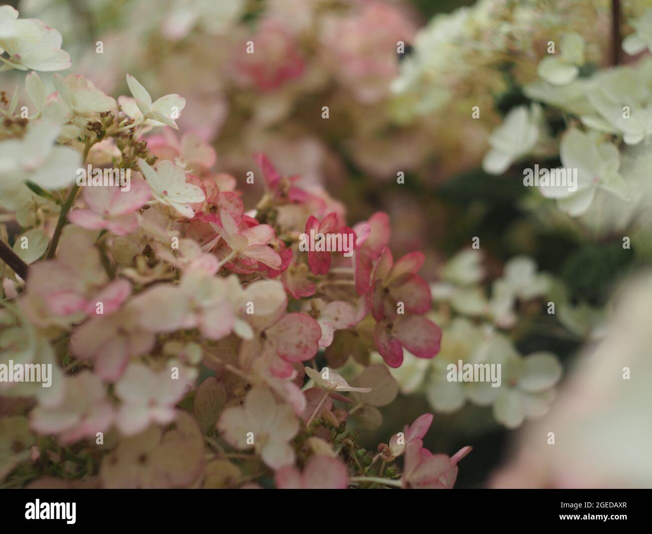 Hydrangea Paniculata "Pinky Winky Stock Photo - Alamy
