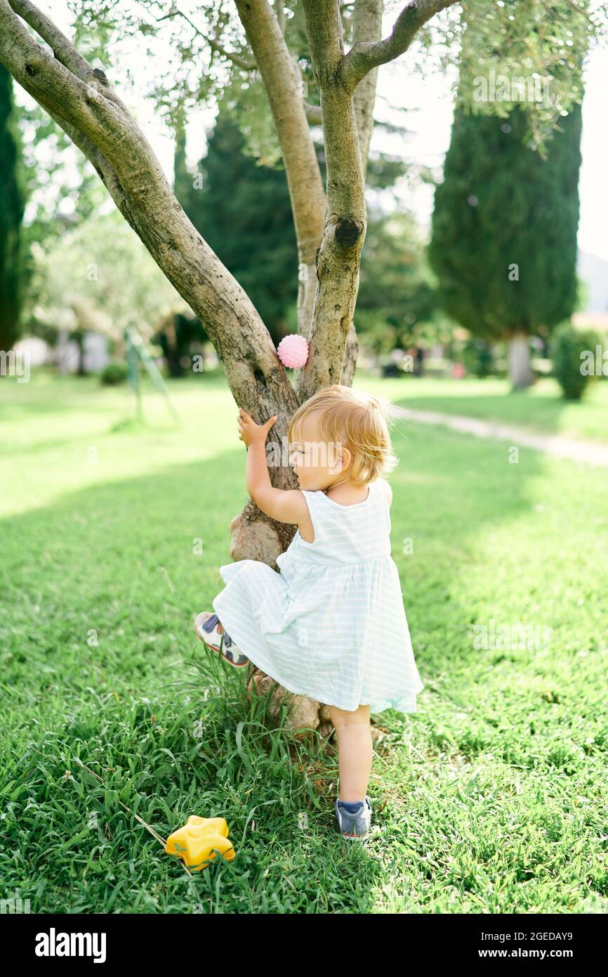 Girl Climbing Tree In Dress