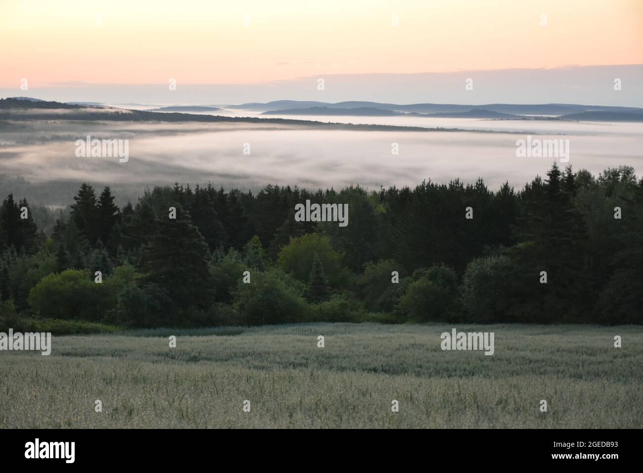 Fog over corn field hi-res stock photography and images - Alamy