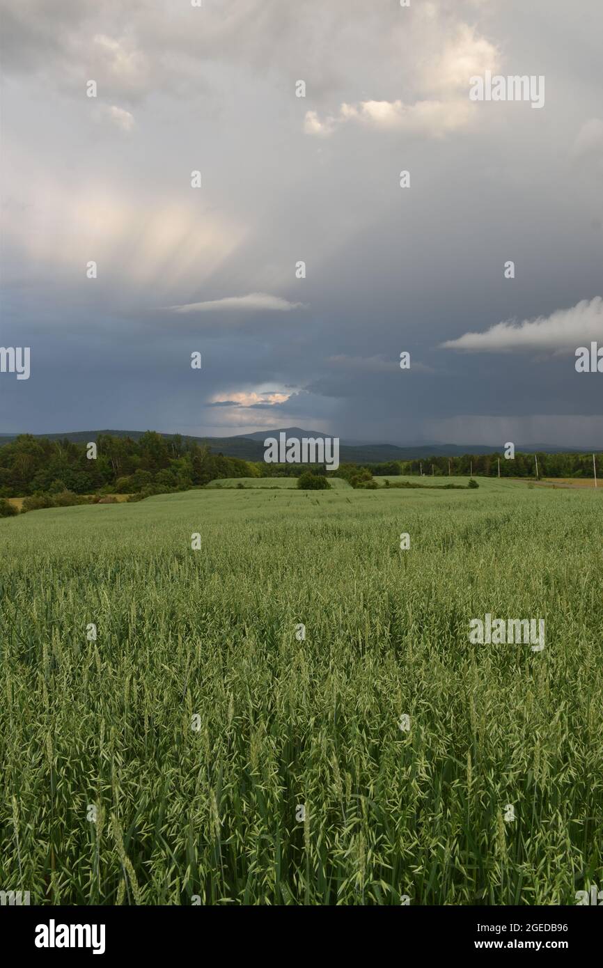 A field of oats under a stormy sky Stock Photo - Alamy