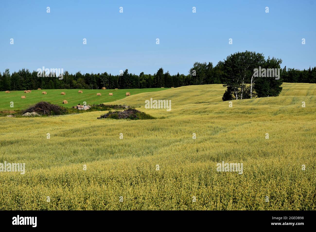 Cultivated fields, Québec, Canada Stock Photo - Alamy