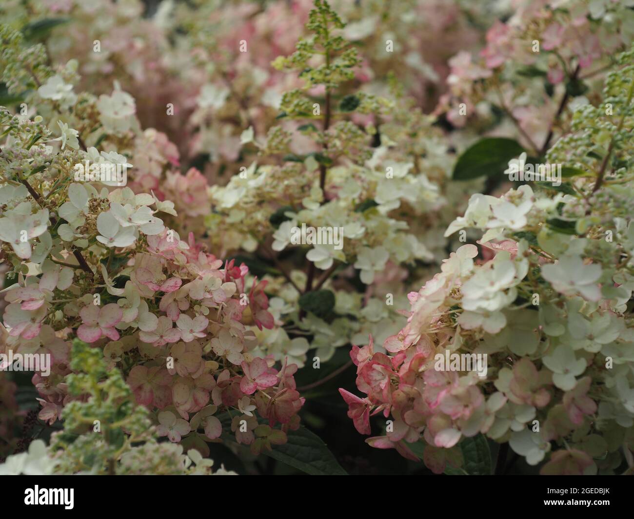 Hydrangea Paniculata "Pinky Winky Stock Photo - Alamy