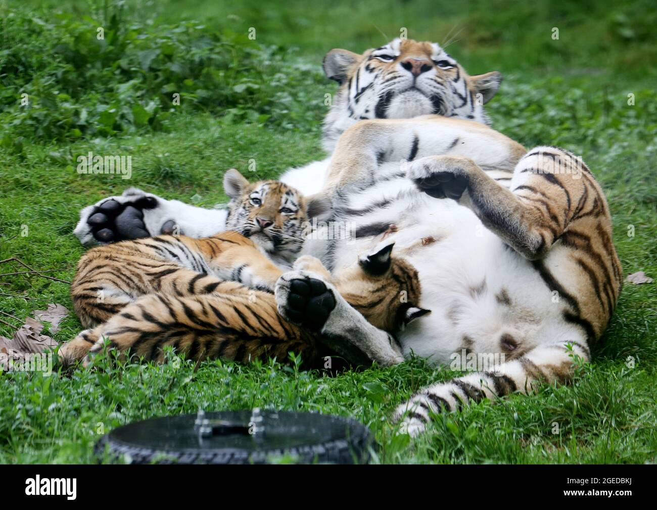 Duisburg, Germany. 19th Aug, 2021. The still nameless Siberian tiger ...