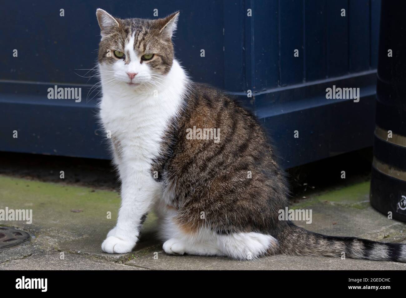 Larry the number 10 cat hi-res stock photography and images - Alamy