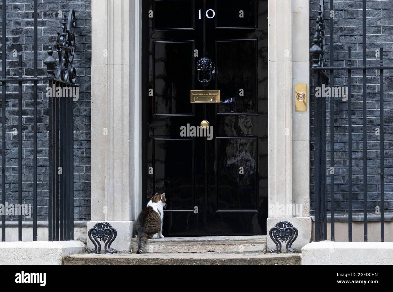 Larry The Cat who lives in Number 10 seen on Downing Street, Central ...