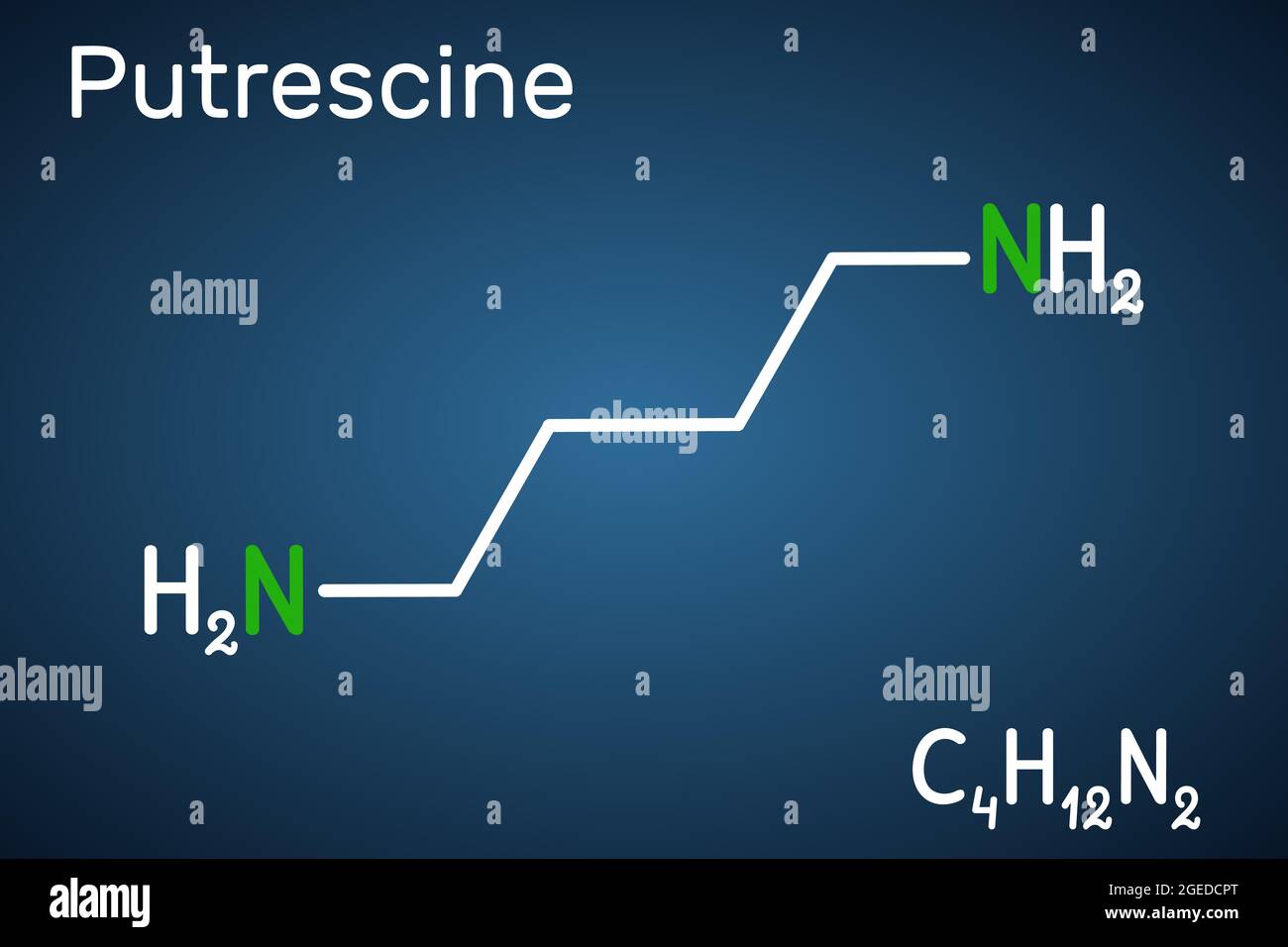 Putrescine molecule. It is toxic diamine, it belongs to the group of ...