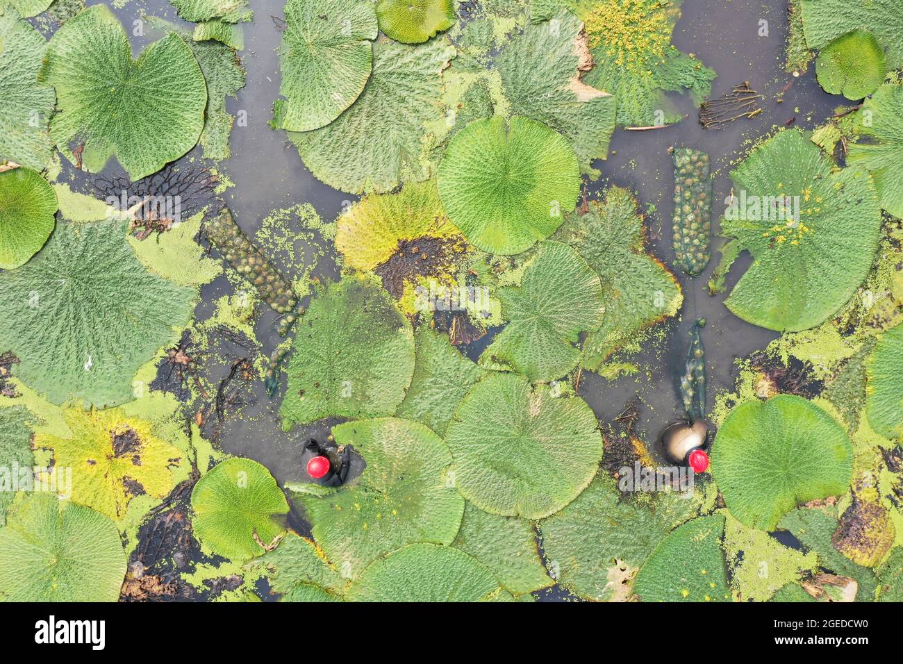 Farmers pick Qian Shi or gorgon fruit (Euryale ferox) at a Qianshi ...