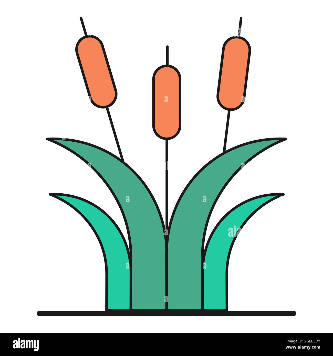 Reedmace sprouts. Ecological icons with plants. Isolated on white ...