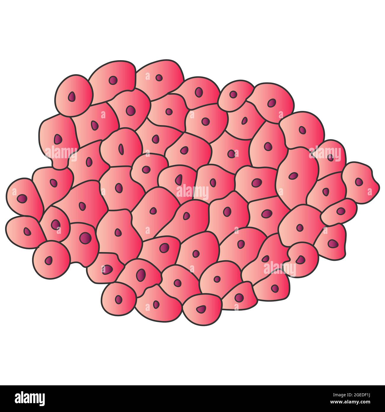 Human Liver Cells Under Microscope