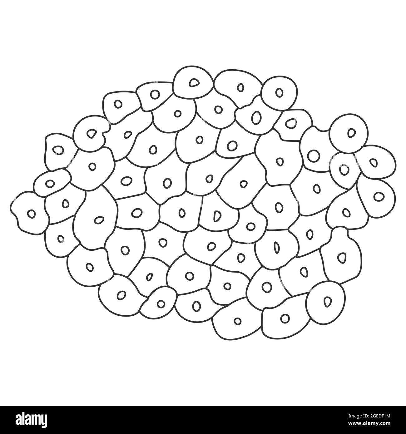 Liver Cell Under Microscope