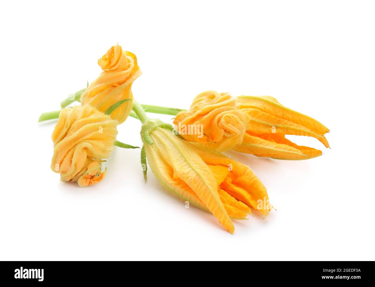 Zucchini courgette growing Cut Out Stock Images & Pictures - Alamy