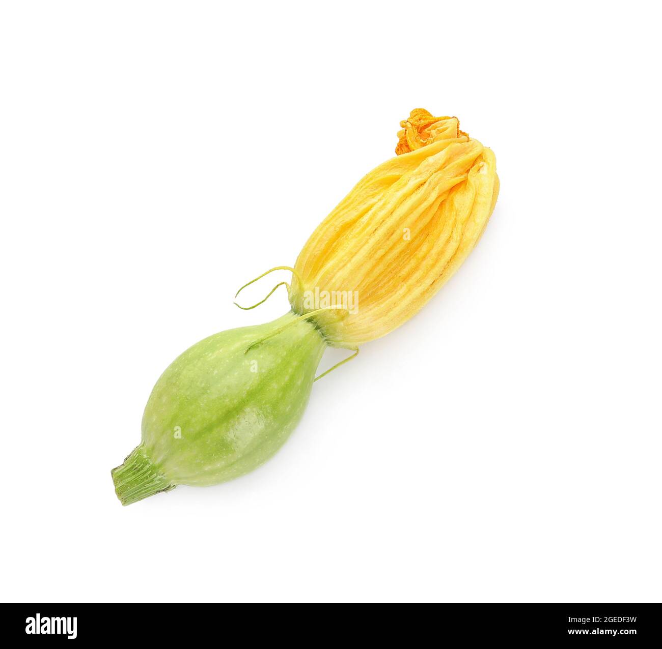 Fresh zucchini with flower on white background Stock Photo - Alamy