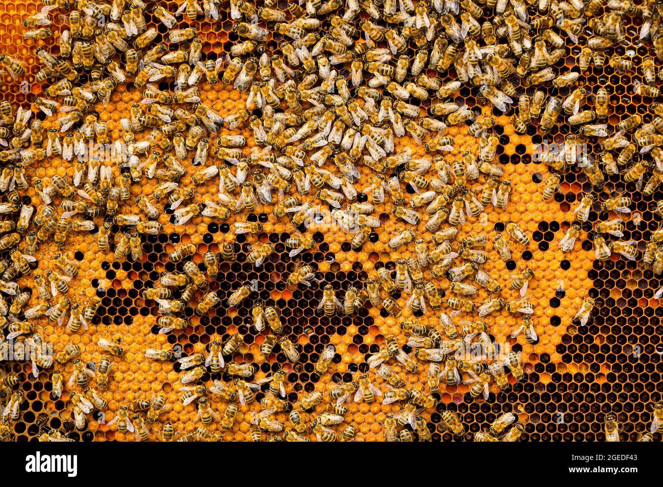 Many bees on honey combs Stock Photo - Alamy