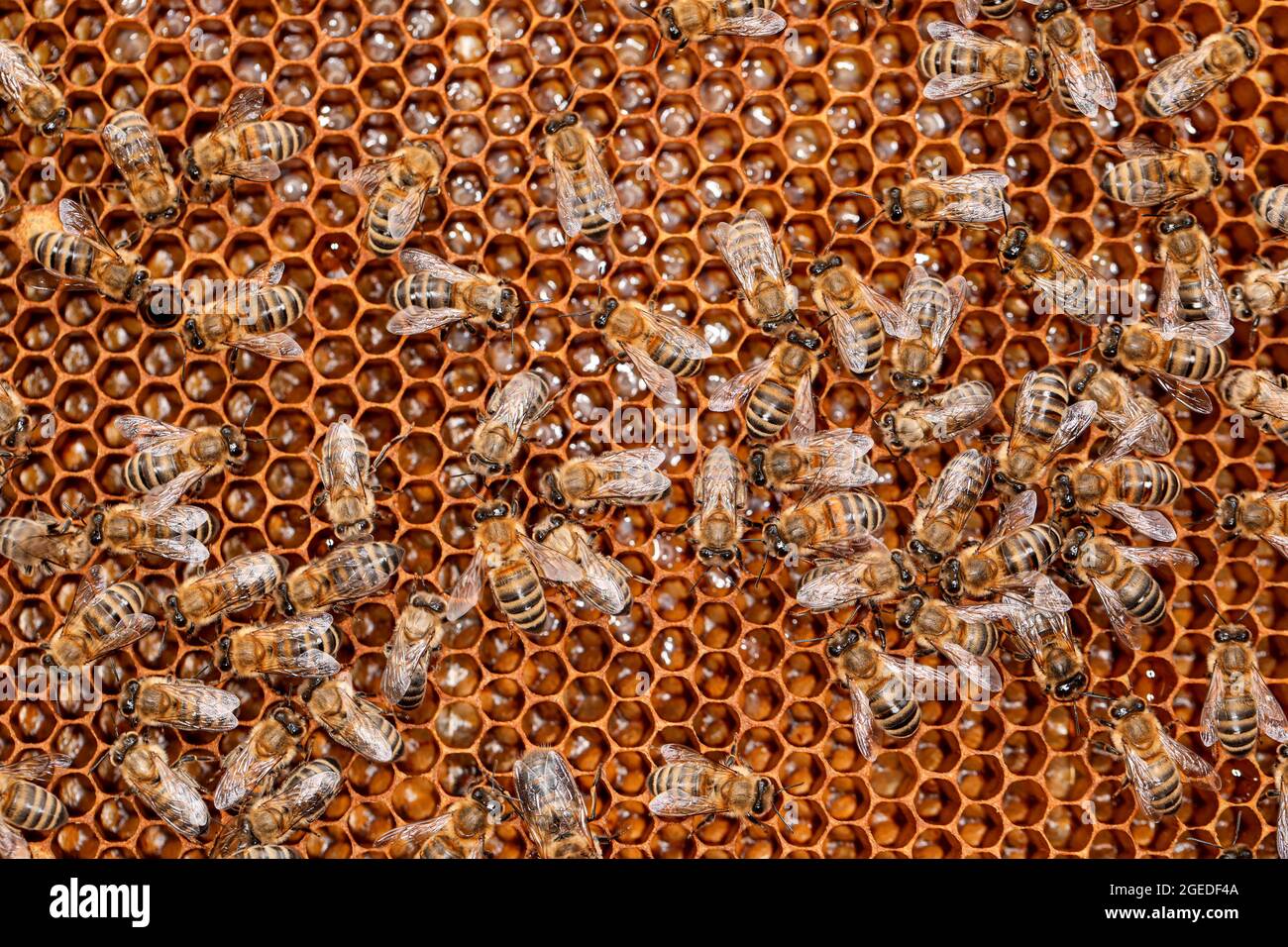 Many bees on honey combs hi-res stock photography and images - Alamy