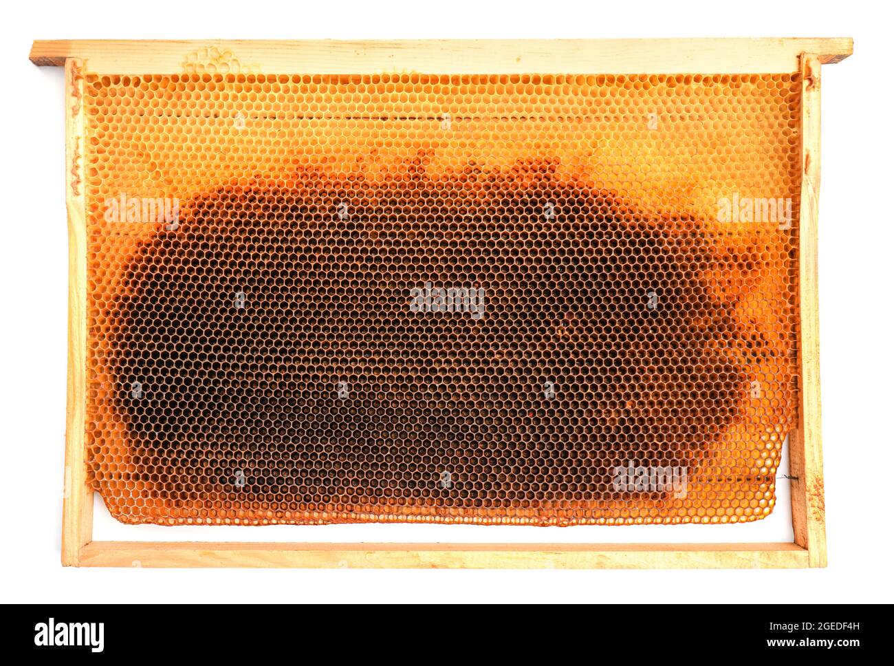 Bee frame with brood Cut Out Stock Images & Pictures - Alamy