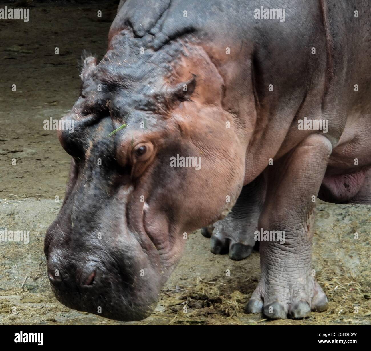 Closeup of an enormous hippo walking around and looking down in a zoo ...