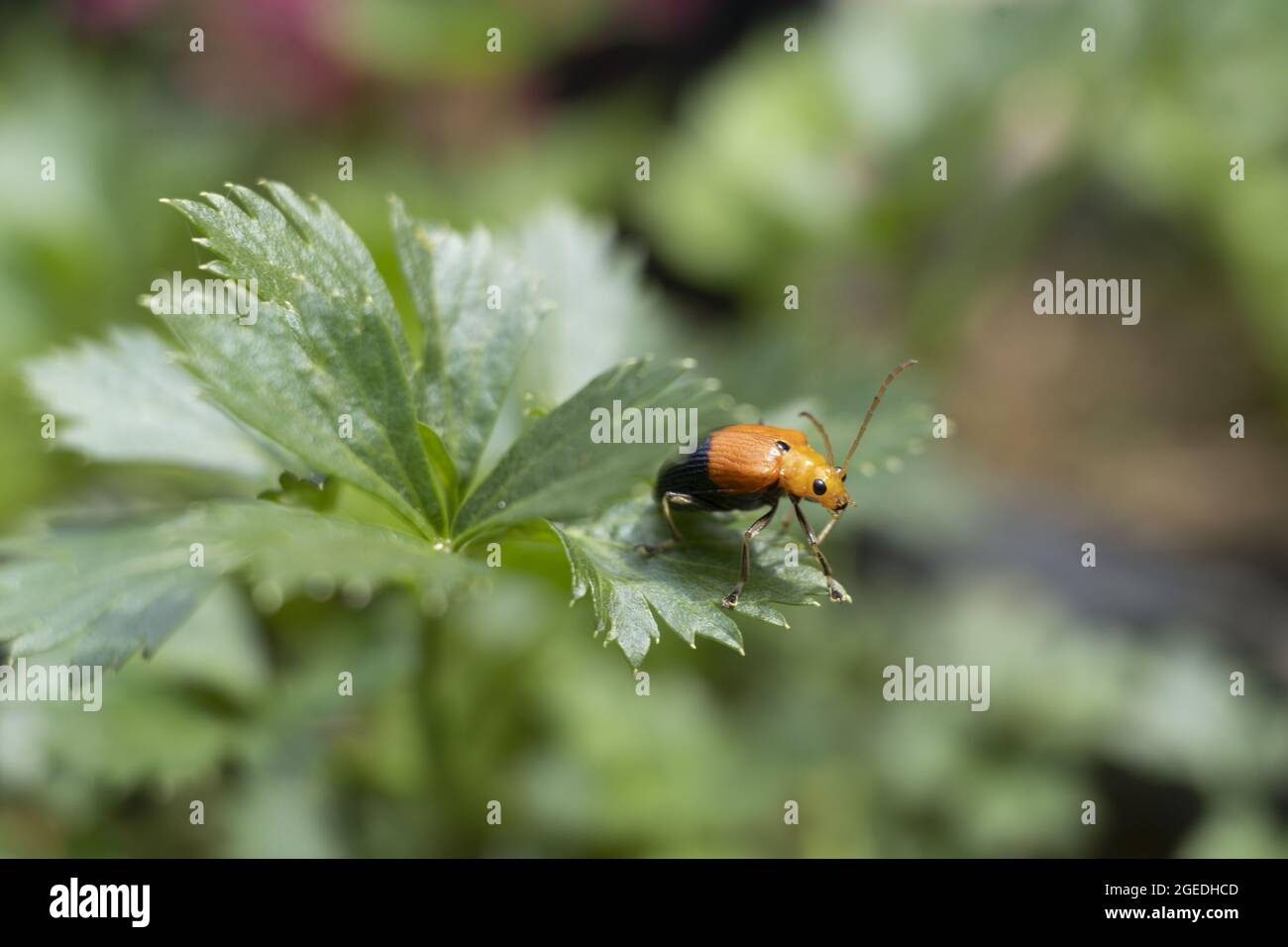 Cute orange and black weevil standing on the edge of a leaf on a ...