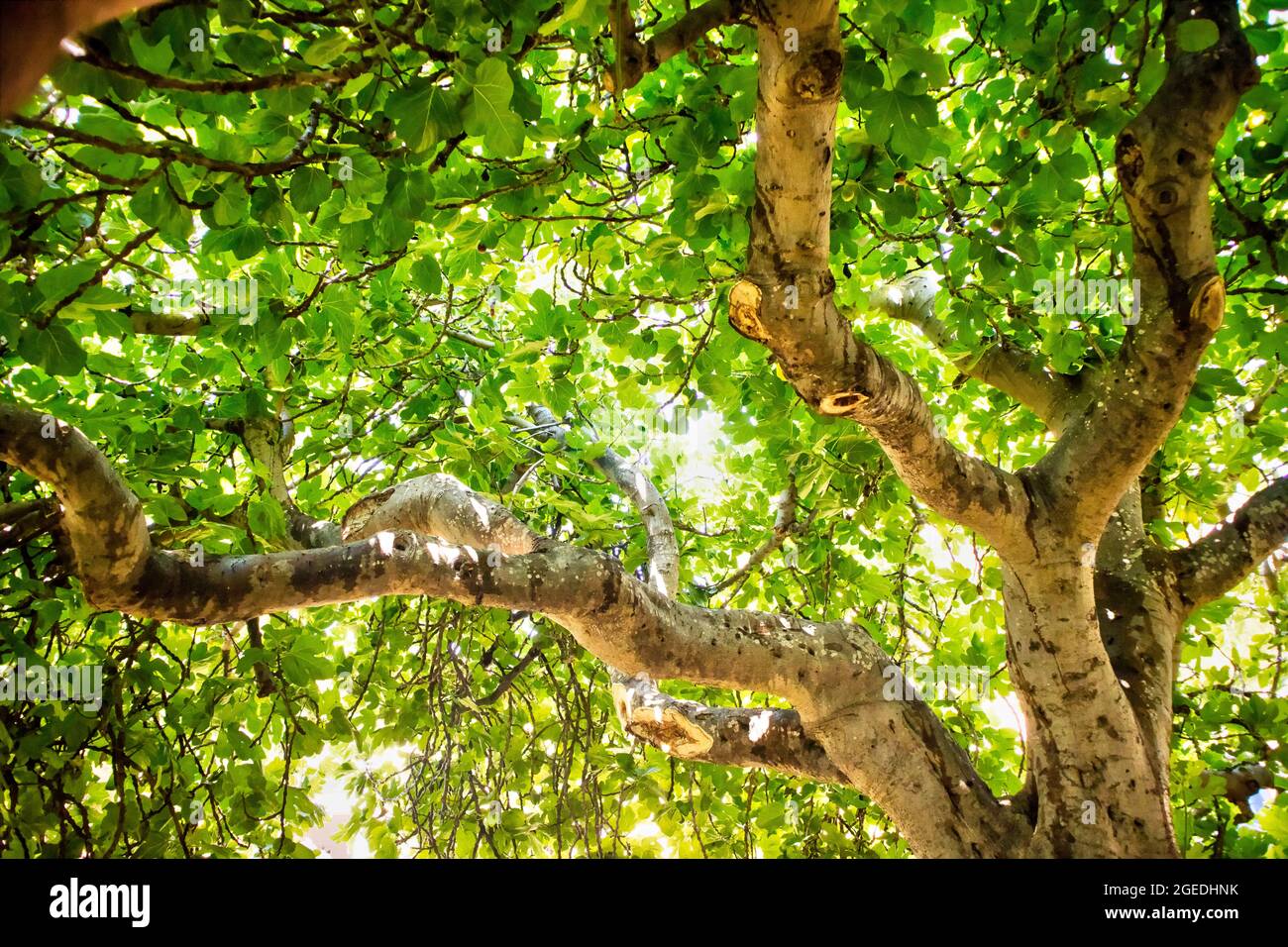 Fig tree in complete vegetation in the summer season Stock Photo - Alamy