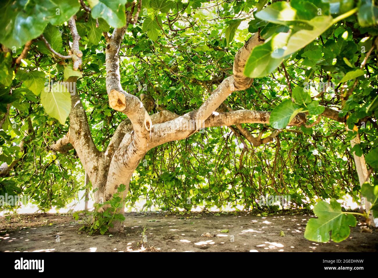 Fig tree plantation hi-res stock photography and images - Alamy