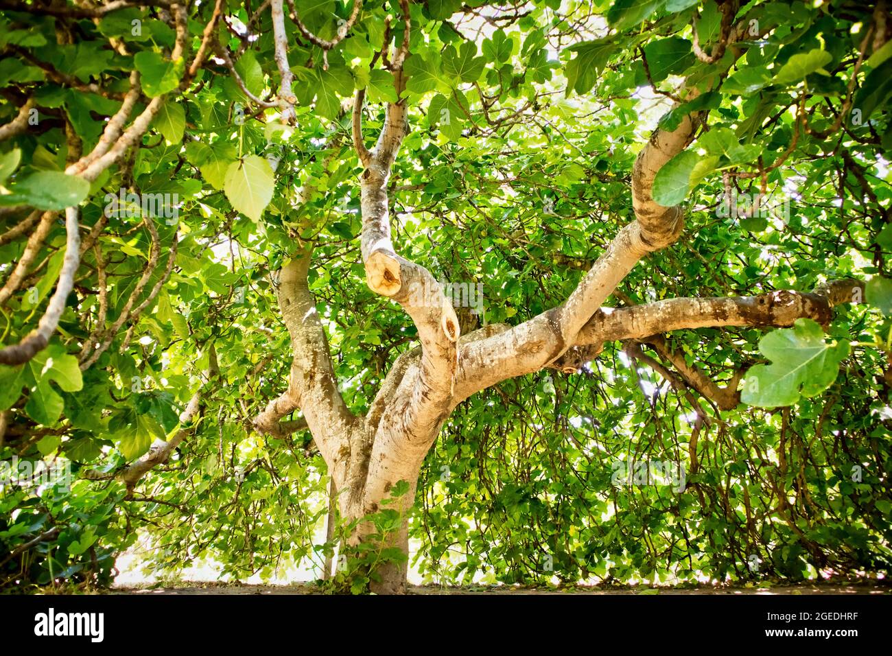 Fig tree in complete vegetation in the summer season Stock Photo - Alamy