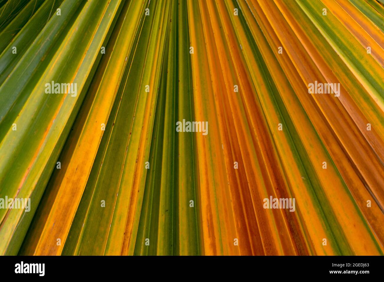Leaves of a palm tree, half green and half dry Stock Photo - Alamy