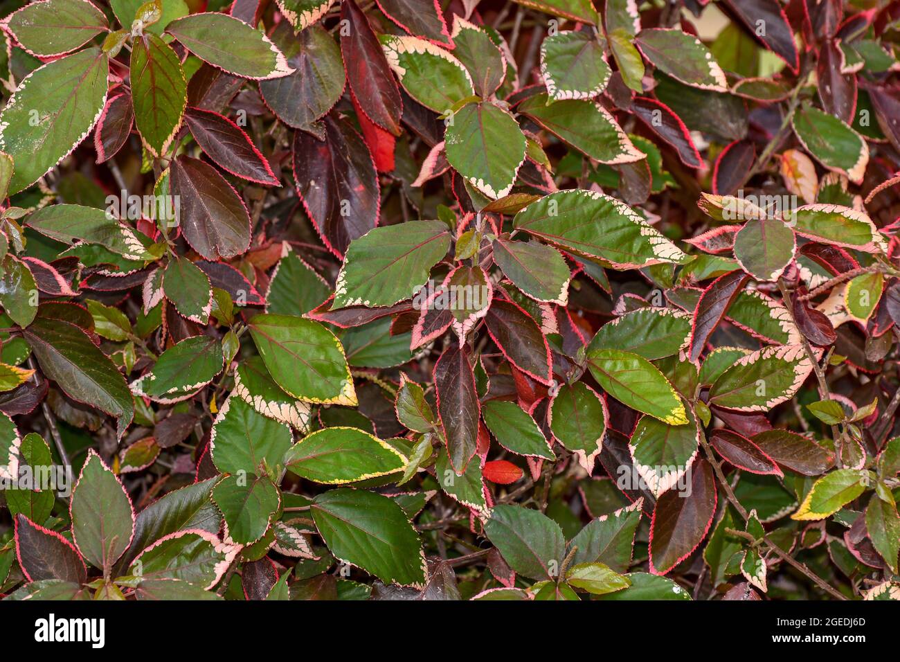 Close-up shot of Fijian fire bush with green and red lea Stock Photo ...