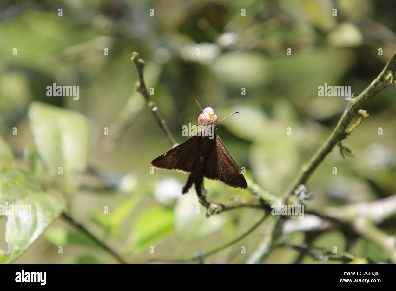 Closeup shot of a moth on a pink flower Stock Photo - Alamy