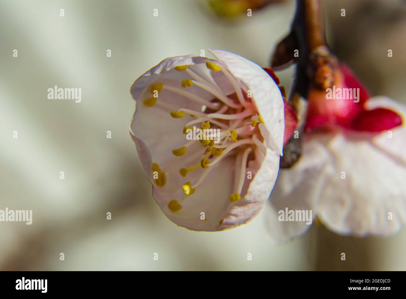 Various flowers being born in spring with great colors Stock Photo - Alamy