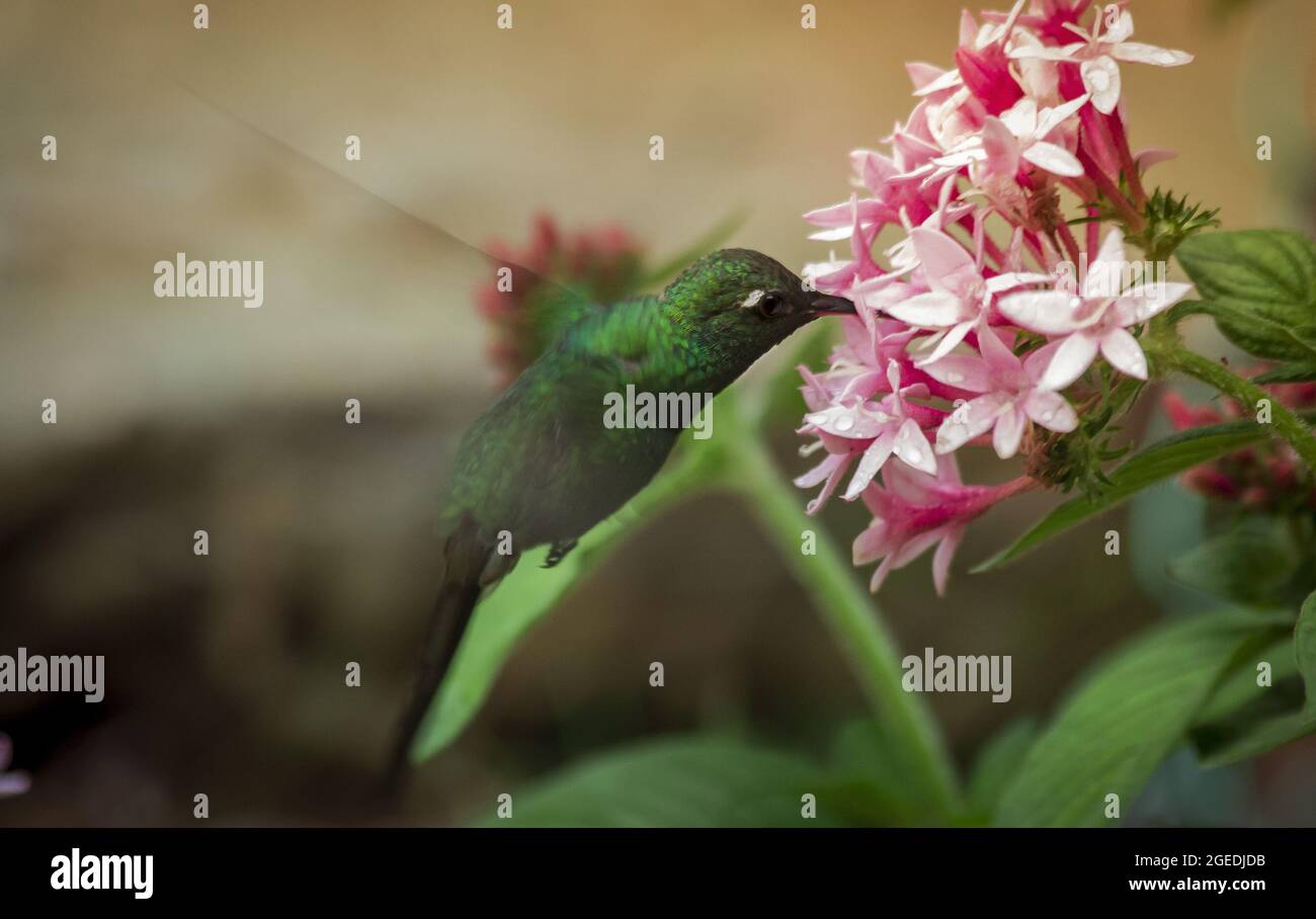 Green Bee hummingbird eating a pink blossom flower Stock Photo - Alamy