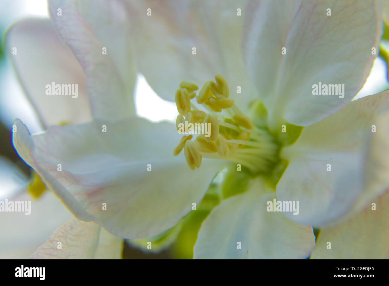 Various flowers being born in spring with great colors Stock Photo - Alamy