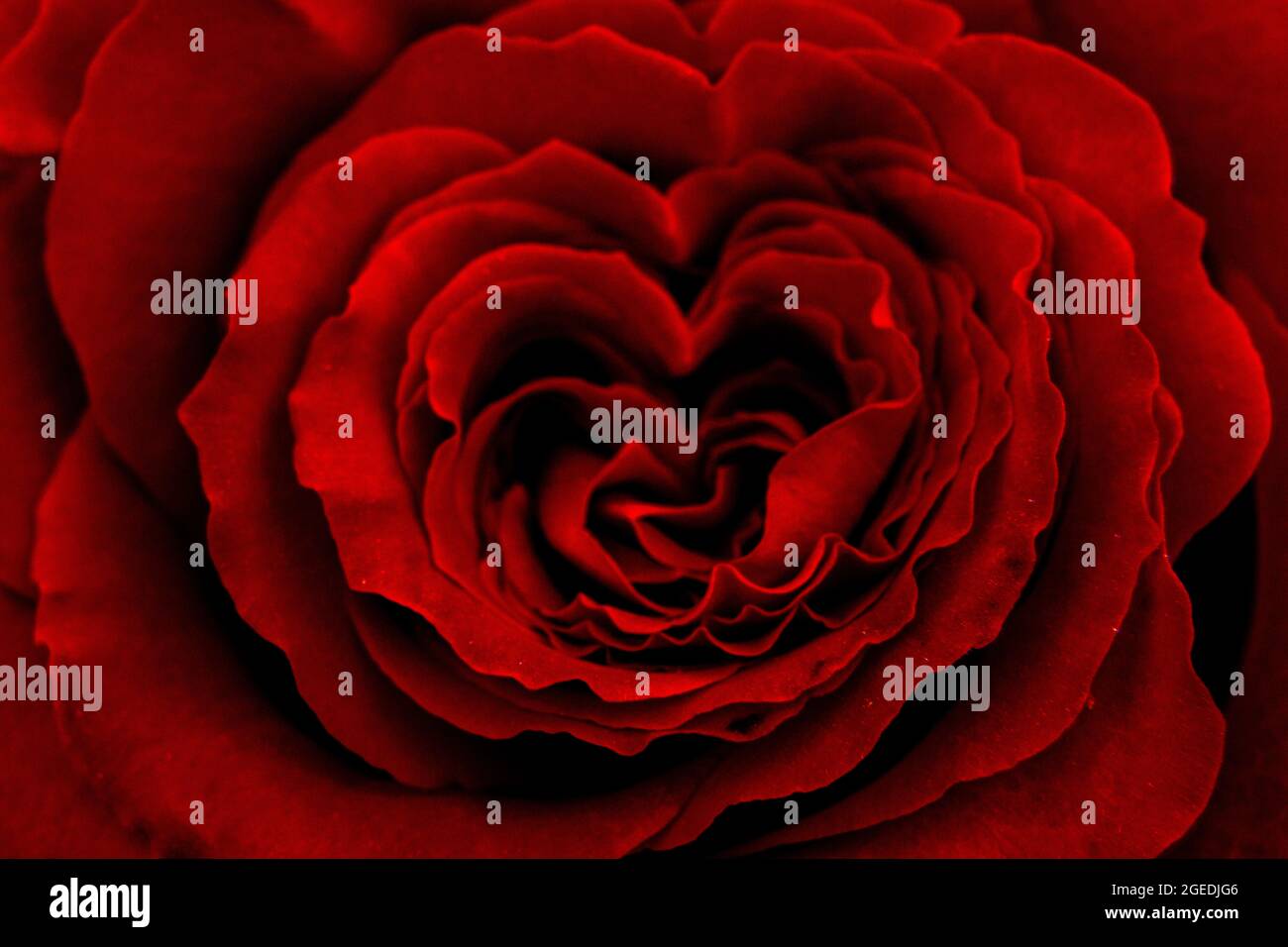 Various flowers being born in spring with great colors Stock Photo - Alamy