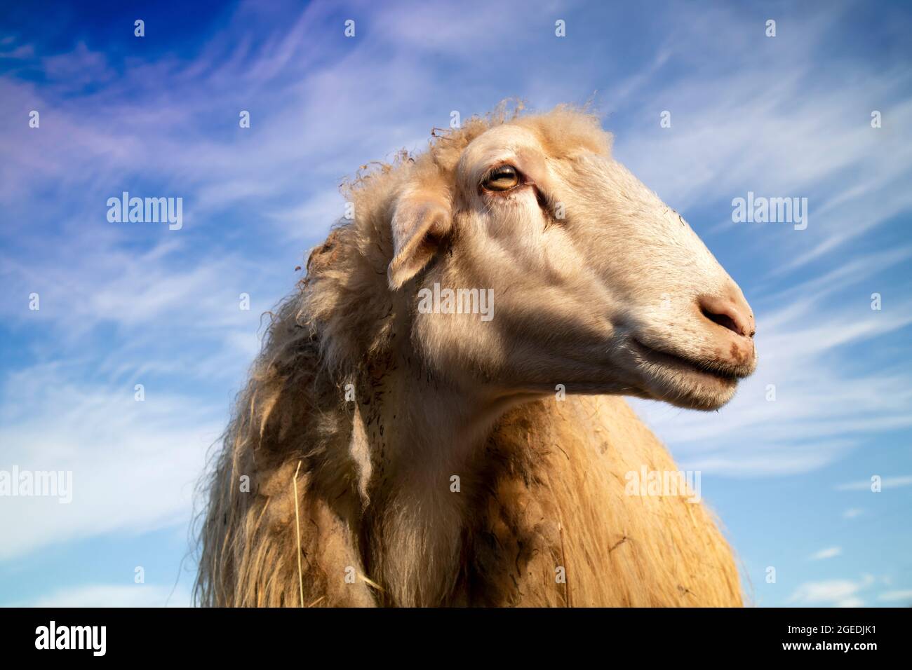 Photo shoot of the sheep for wool production in the foreground Stock ...