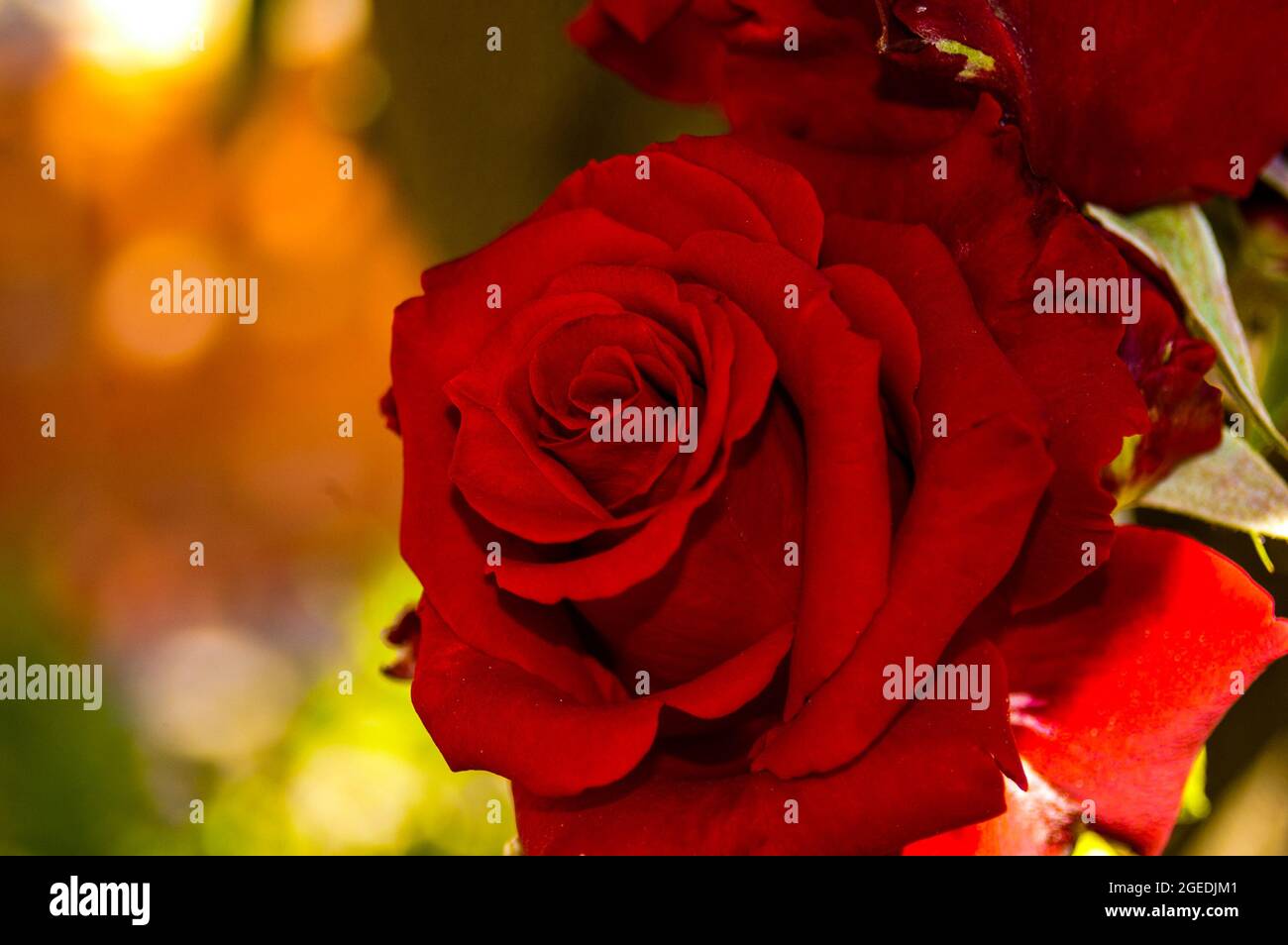 Various flowers being born in spring with great colors Stock Photo - Alamy