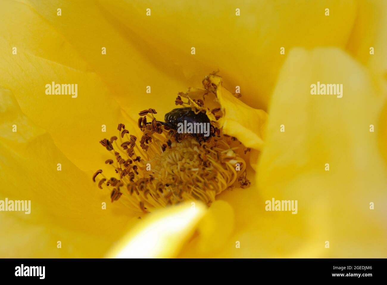 Various flowers being born in spring with great colors Stock Photo - Alamy