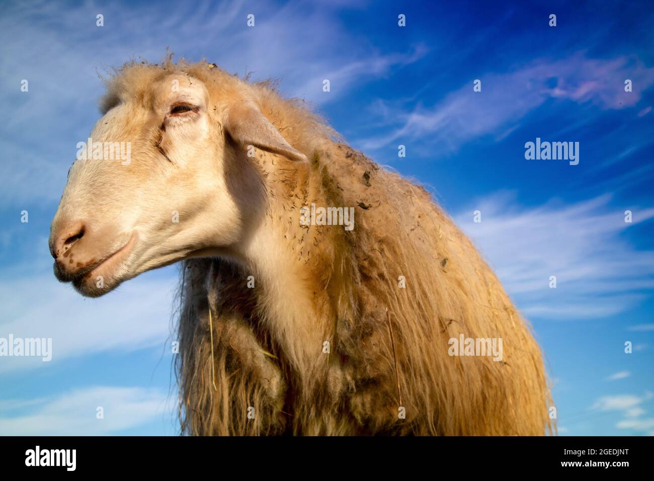 Photo shoot of the sheep for wool production in the foreground Stock ...