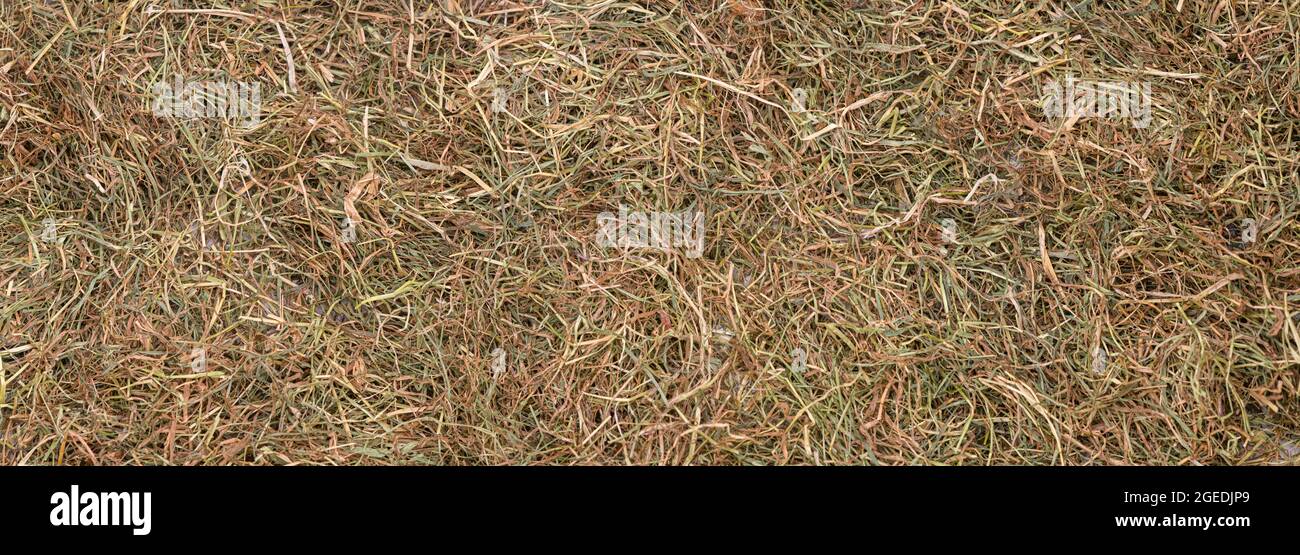 a bunch of hay for texture or background as panorama, banner or border ...