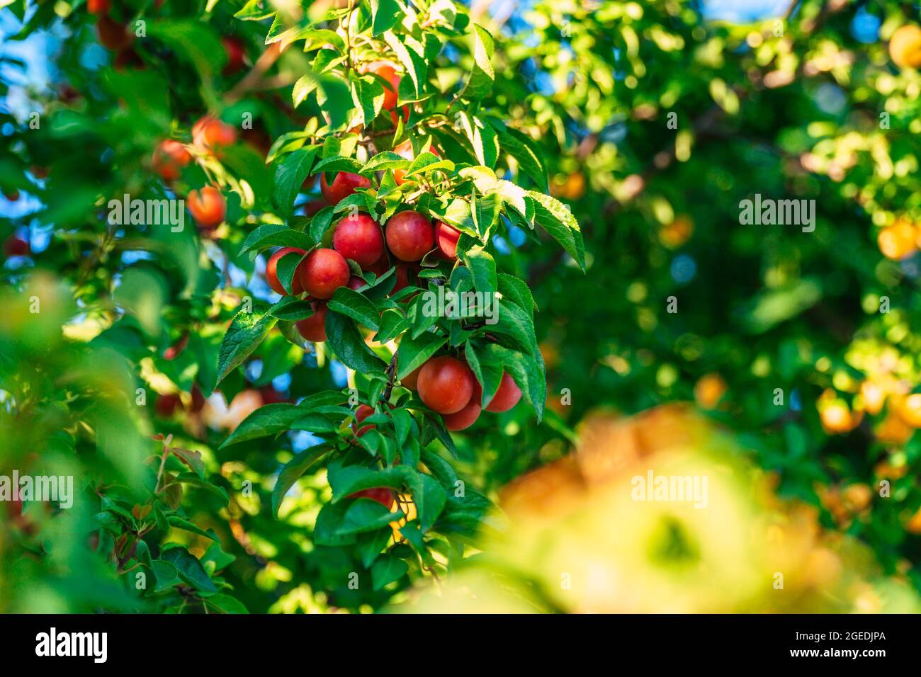 Mirabelle plum tree hi-res stock photography and images - Alamy