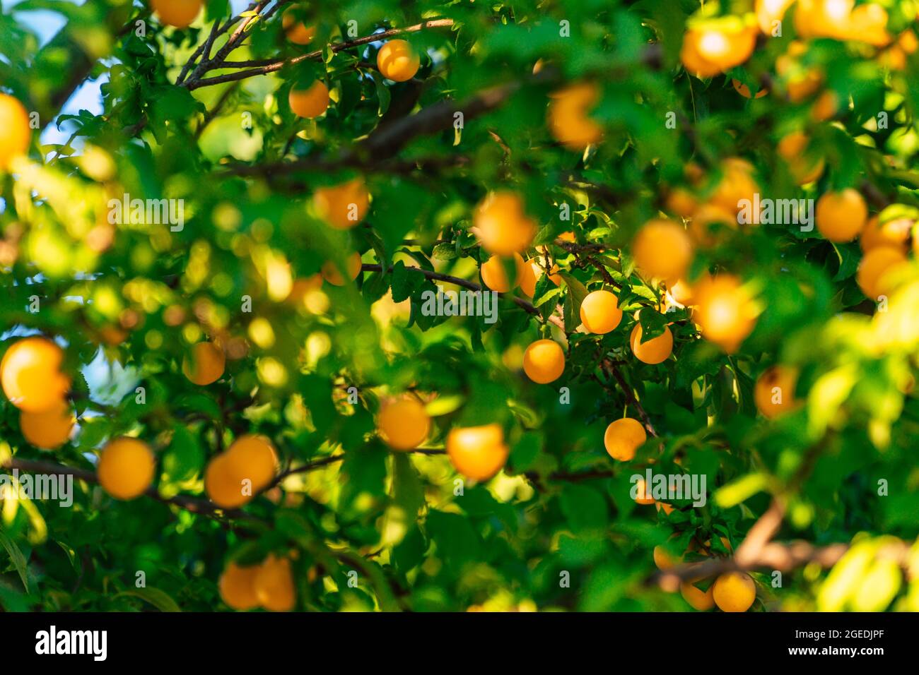 Mirabelle fruit hi-res stock photography and images - Alamy