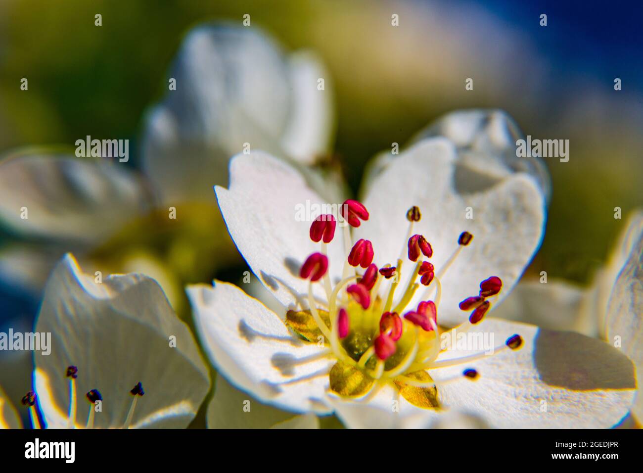 Various flowers being born in spring with great colors Stock Photo - Alamy