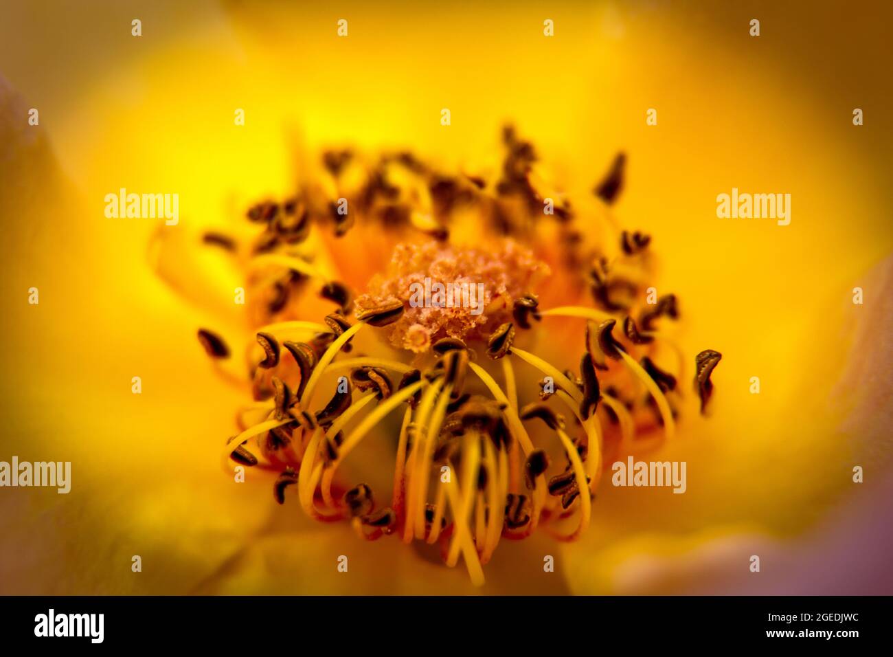 Various flowers being born in spring with great colors Stock Photo - Alamy