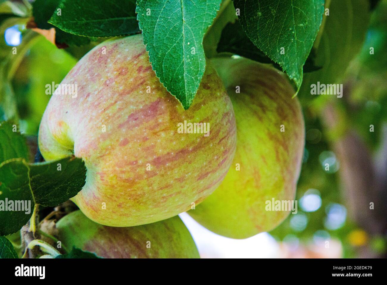 Pair of green apples with red spots Stock Photo - Alamy