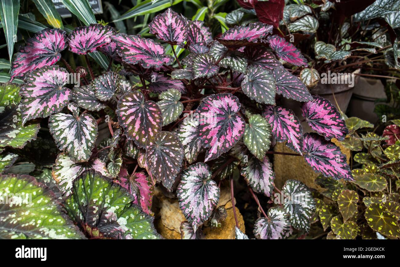 Rex begonia leaf with green and pink leaf pattern. Decoration of garden ...